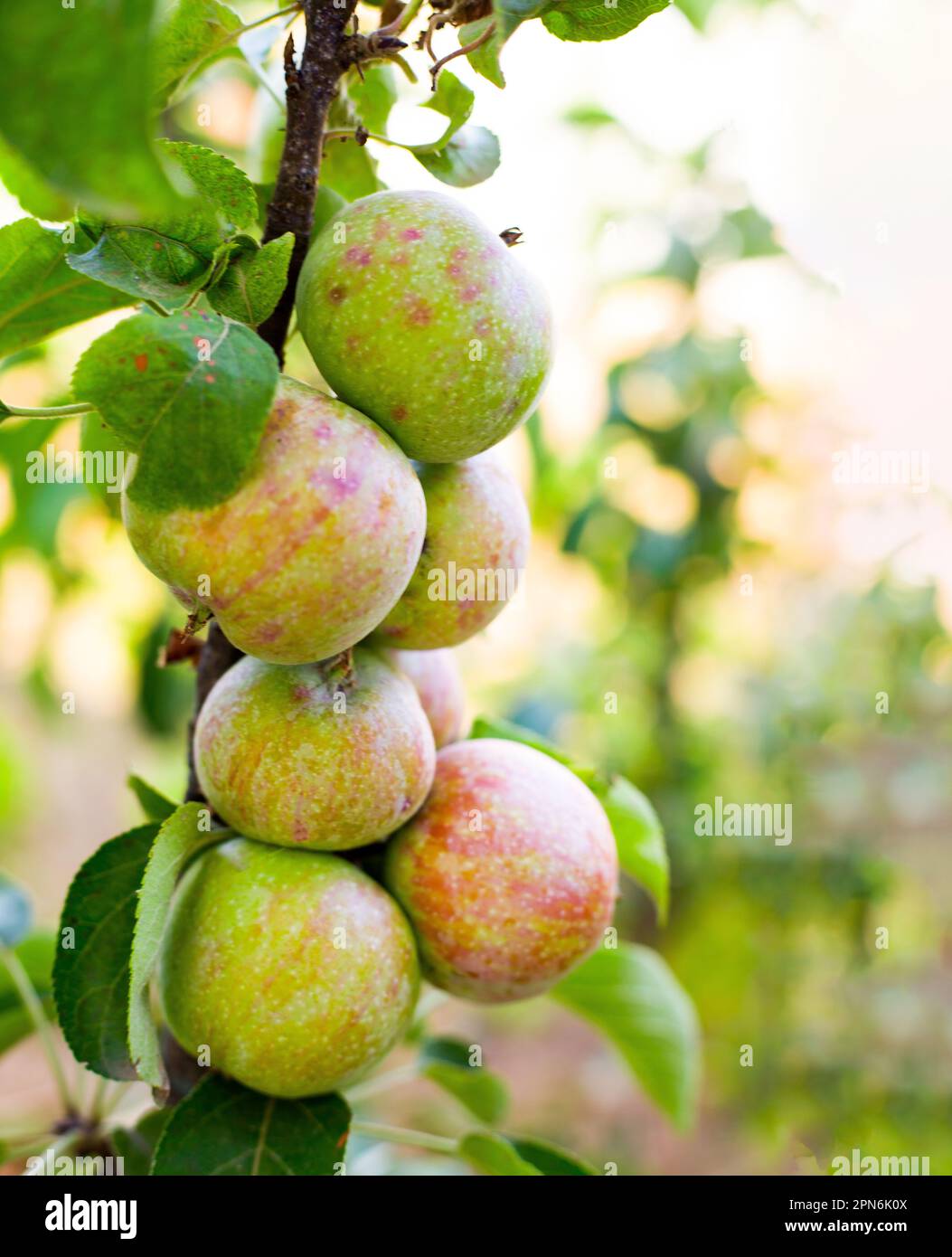 Apples on a branch in the garden. Grow fruits on a farm. Columnar apple ...