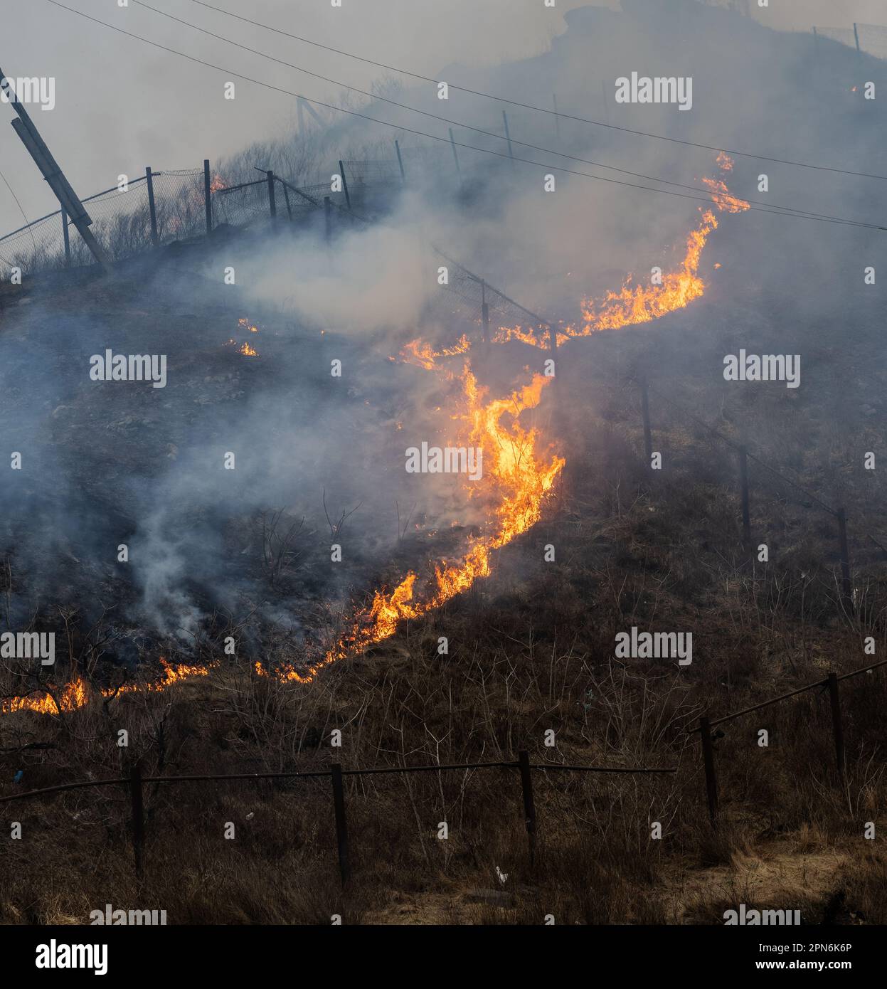 Dry grass burns during drought weather. Natural disaster Stock Photo ...