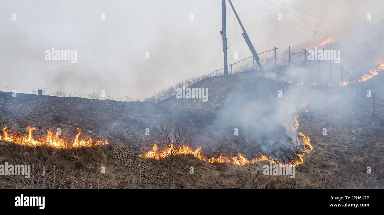 Dry grass burns during drought weather. Natural disaster Stock Photo ...