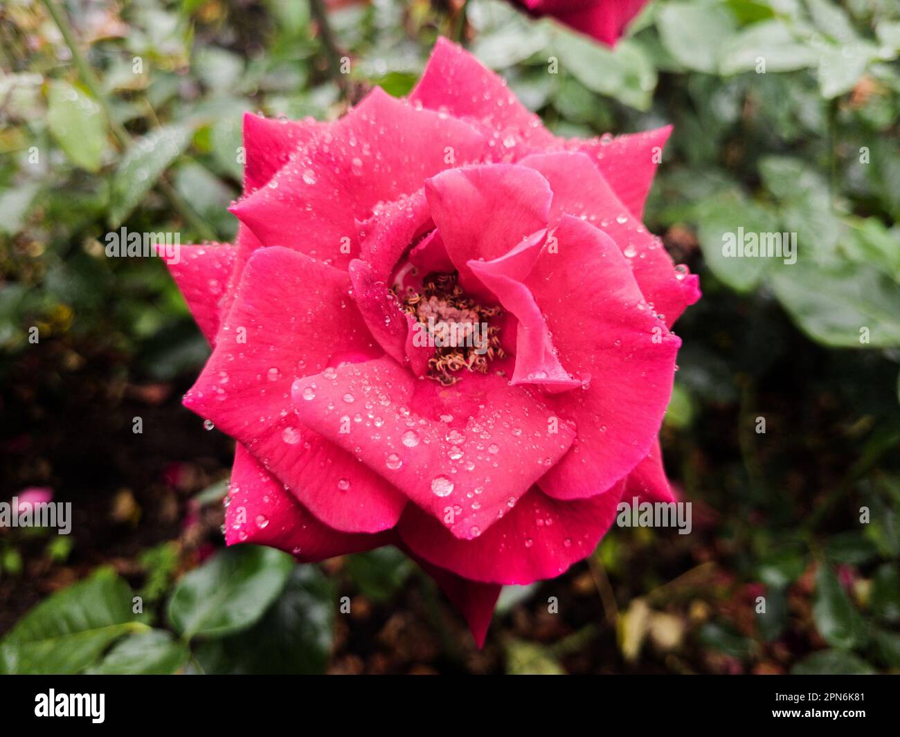Withered rose in the garden after rain. Shallow depth of field Stock ...