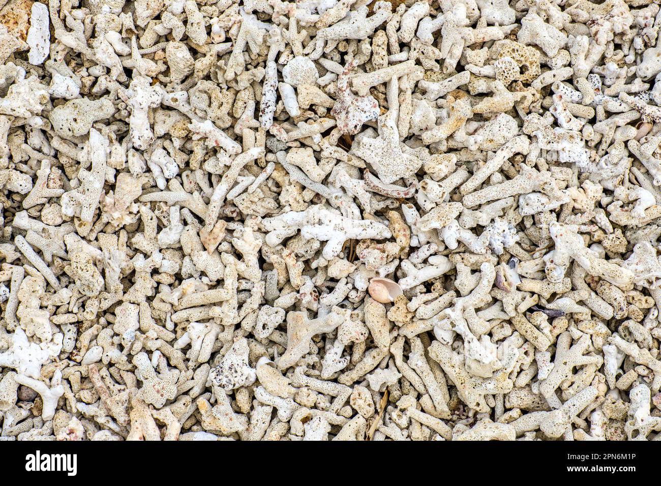 Dead coral hi-res stock photography and images - Alamy