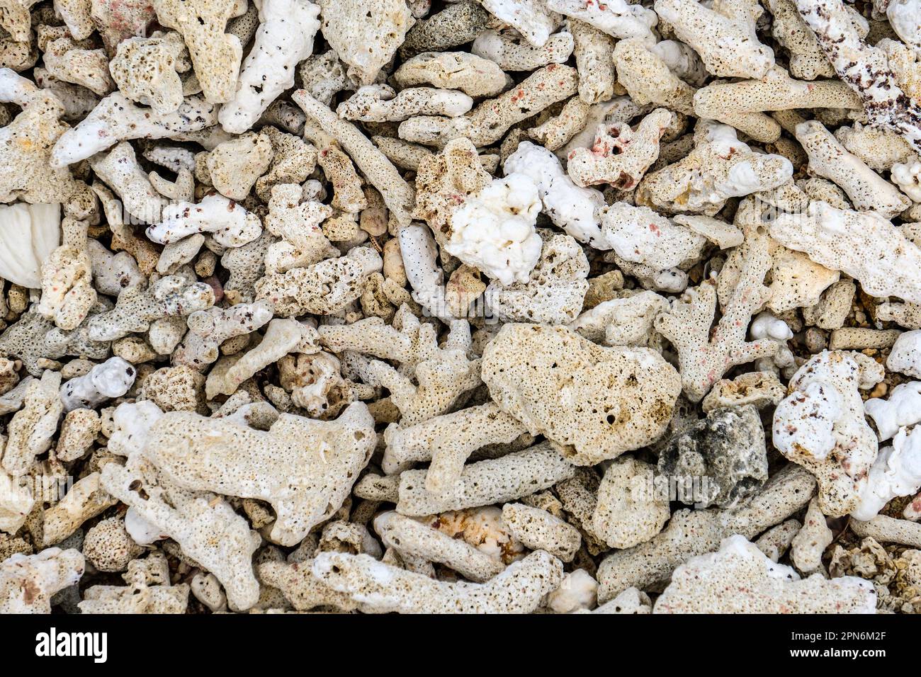 Dead coral hi-res stock photography and images - Alamy