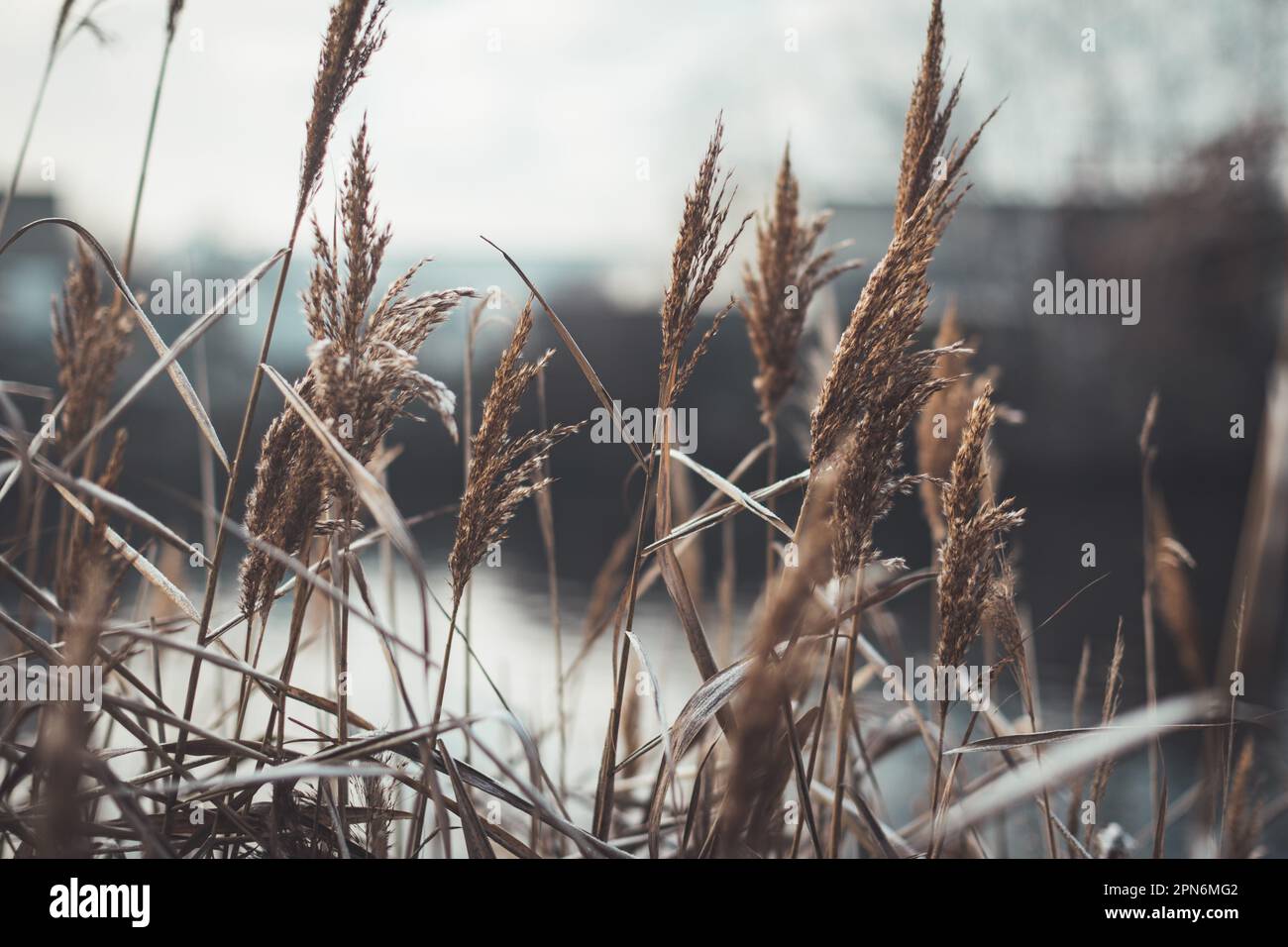 Brown reeds by a canal, contrasting with industrial buildings in the ...