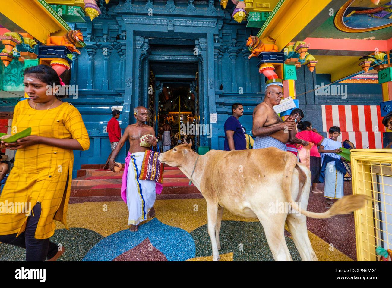 Cows and worshippers at a Hindu temple on Nainativu (Nagadipa) island ...