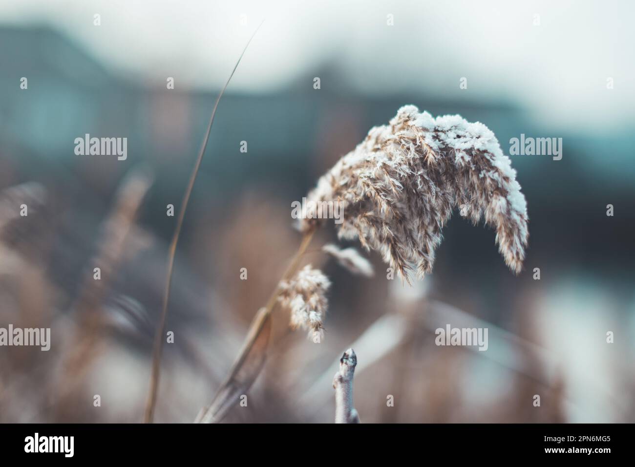 Snow-covered reed in sharp focus, surrounded by a blue-brown bokeh with ...