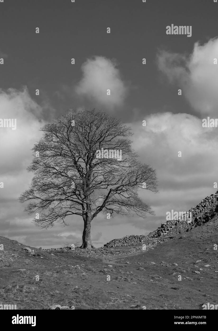 Oak tree britain Black and White Stock Photos & Images - Alamy