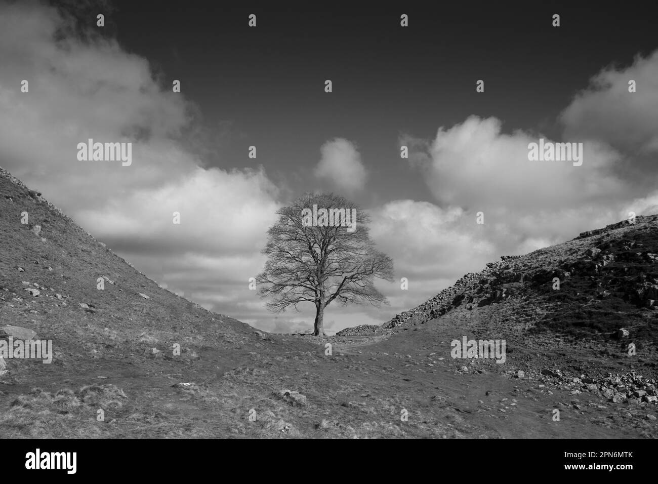 Green tree life in Black and White Stock Photos & Images - Alamy