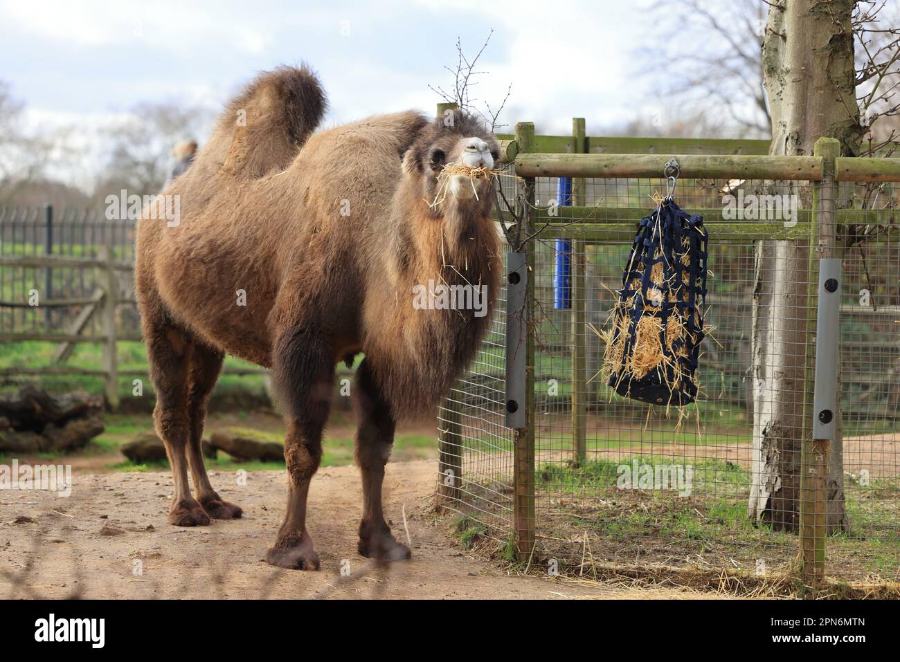 Bactrian camel (Camelus bactrianus) munching on hay at London Zoo, UK ...