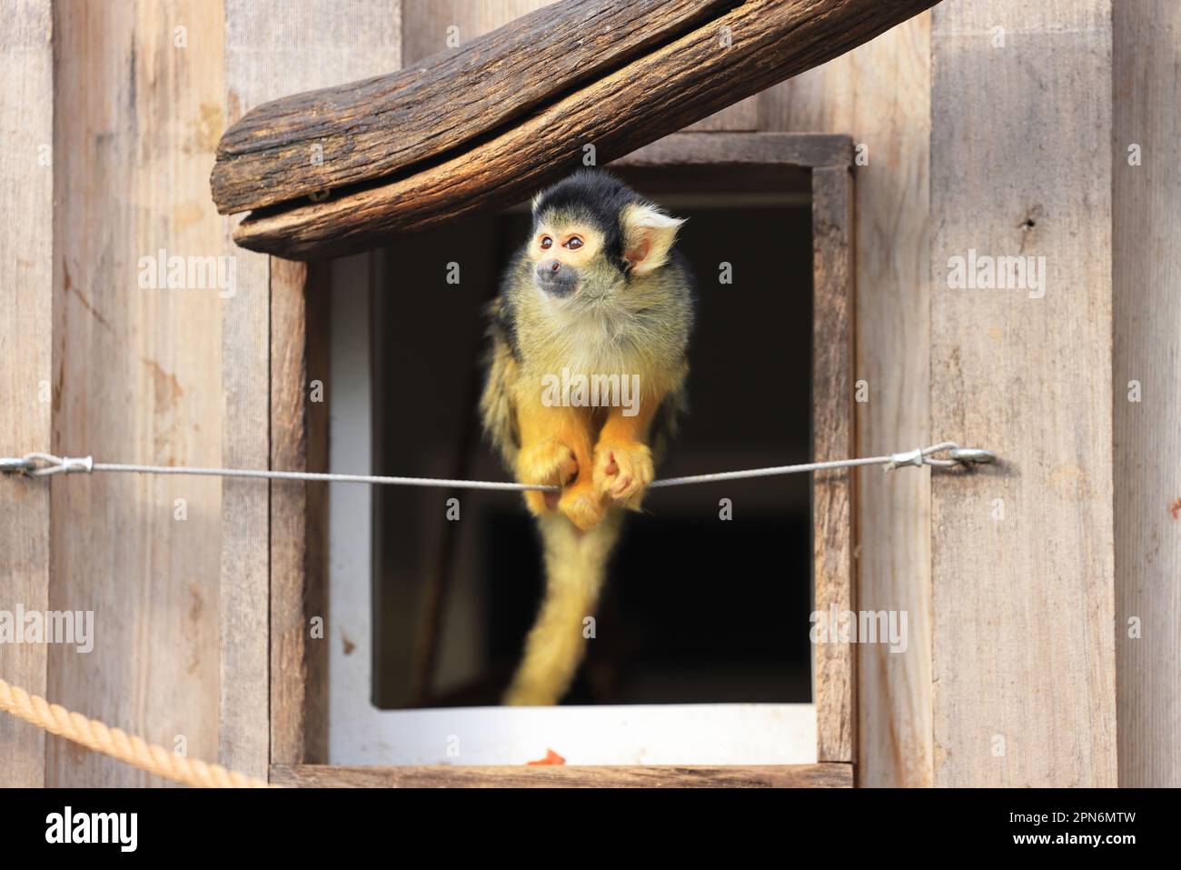 Black-capped squirrel monkey (Saimiri boliviensis) in their enclosure ...