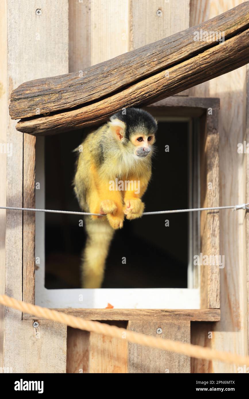 Black-capped squirrel monkey (Saimiri boliviensis) in their enclosure ...