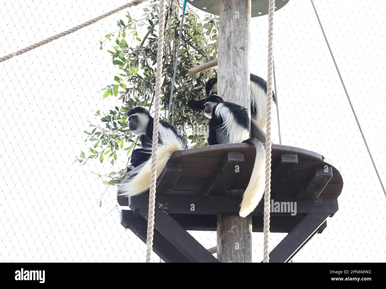 Colobus monkeys (family Cercopithecidae), in Monkey Valley, the new ...