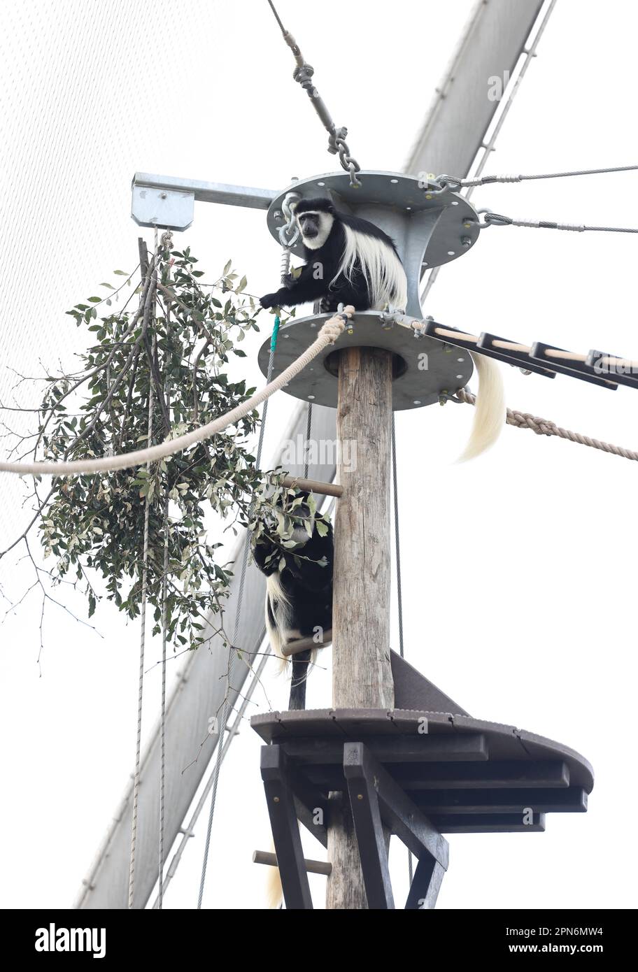 Colobos hi-res stock photography and images - Alamy