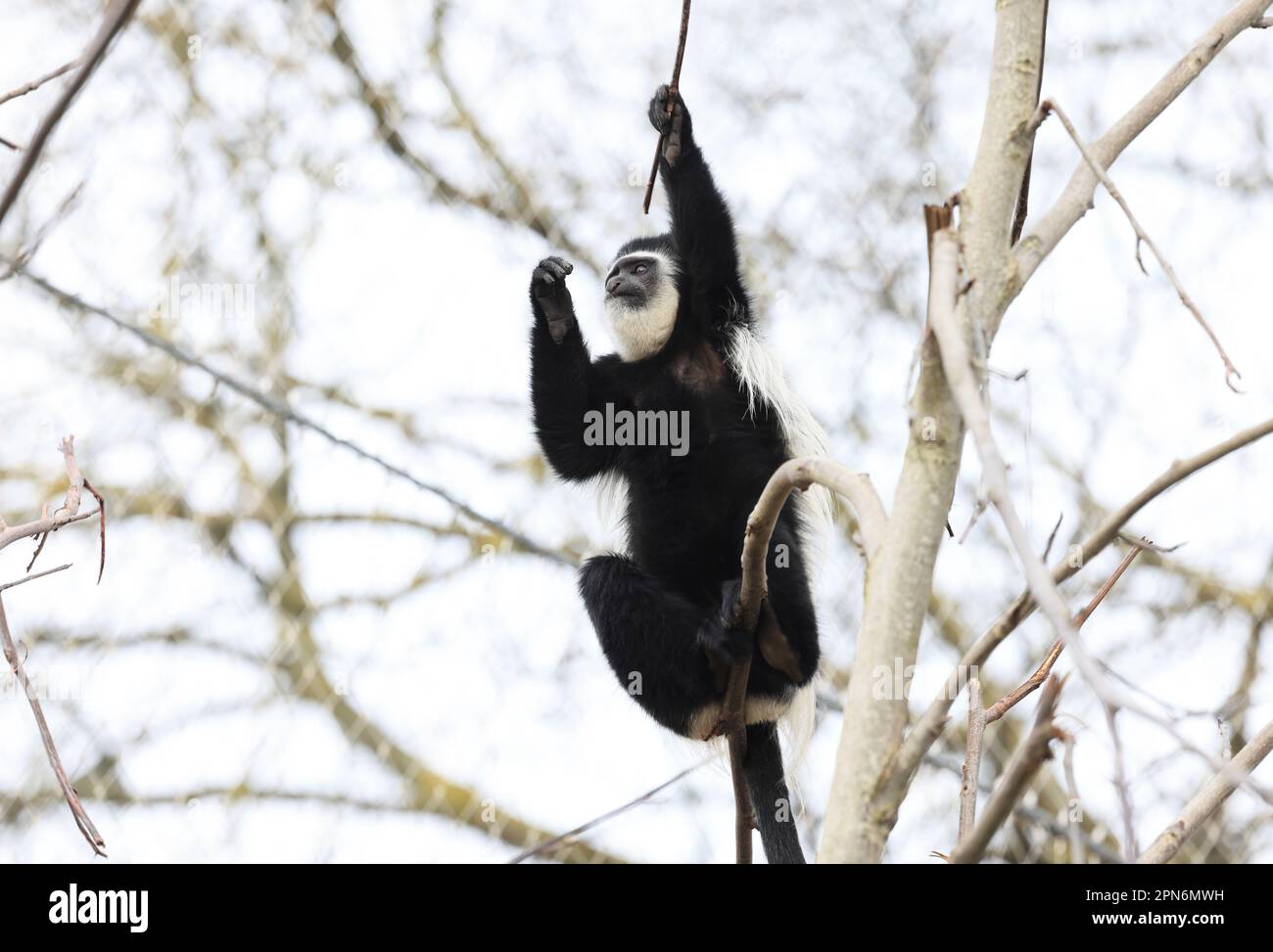 Colobus monkeys (family Cercopithecidae), in Monkey Valley, the new ...