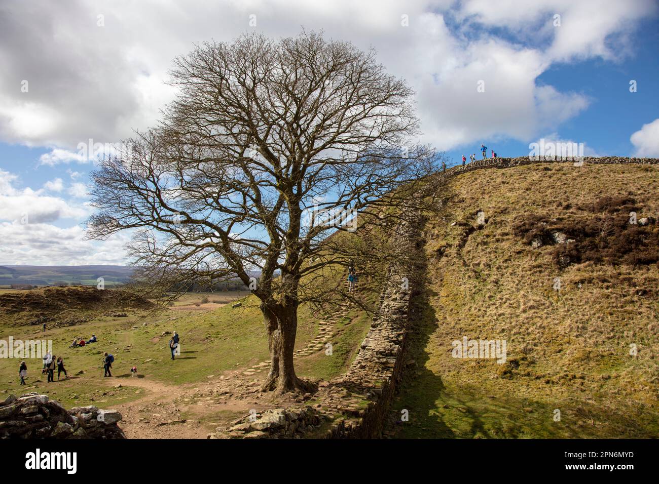 Tree in the Wall Stock Photo - Alamy