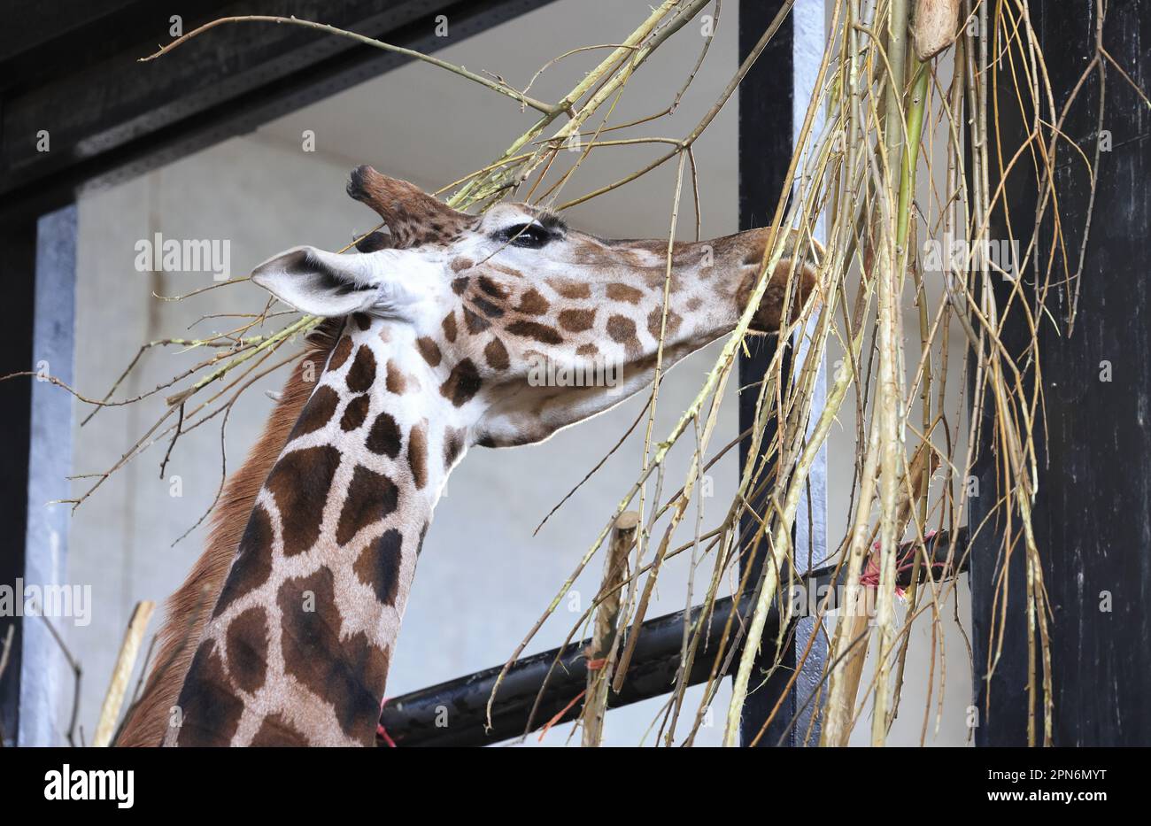 Giraffes feeding in their indoor enclosure, in London Zoo, UK Stock ...
