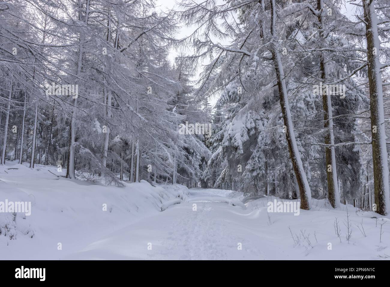 An idyllic winter scene in a forest featuring a path leading through a ...