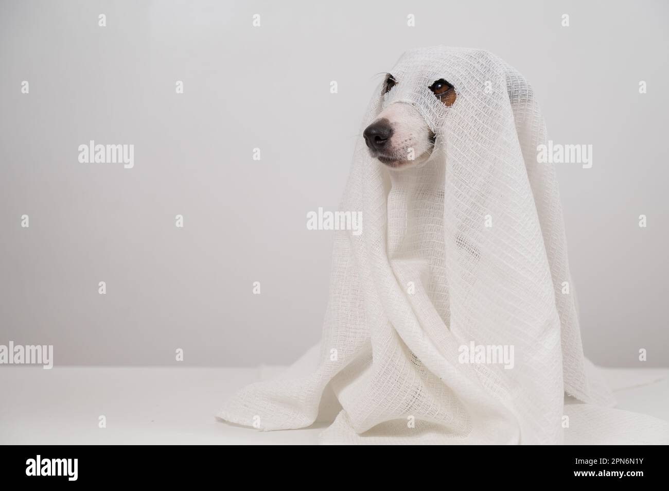 Dog Jack Russell Terrier in a ghost costume on a white background Stock ...