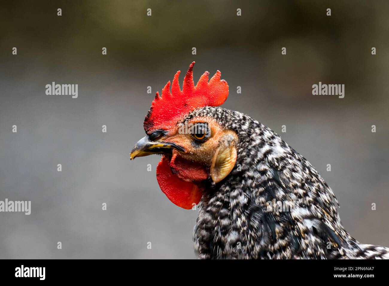 A portrait view of chicken with colorful feathers Stock Photo - Alamy