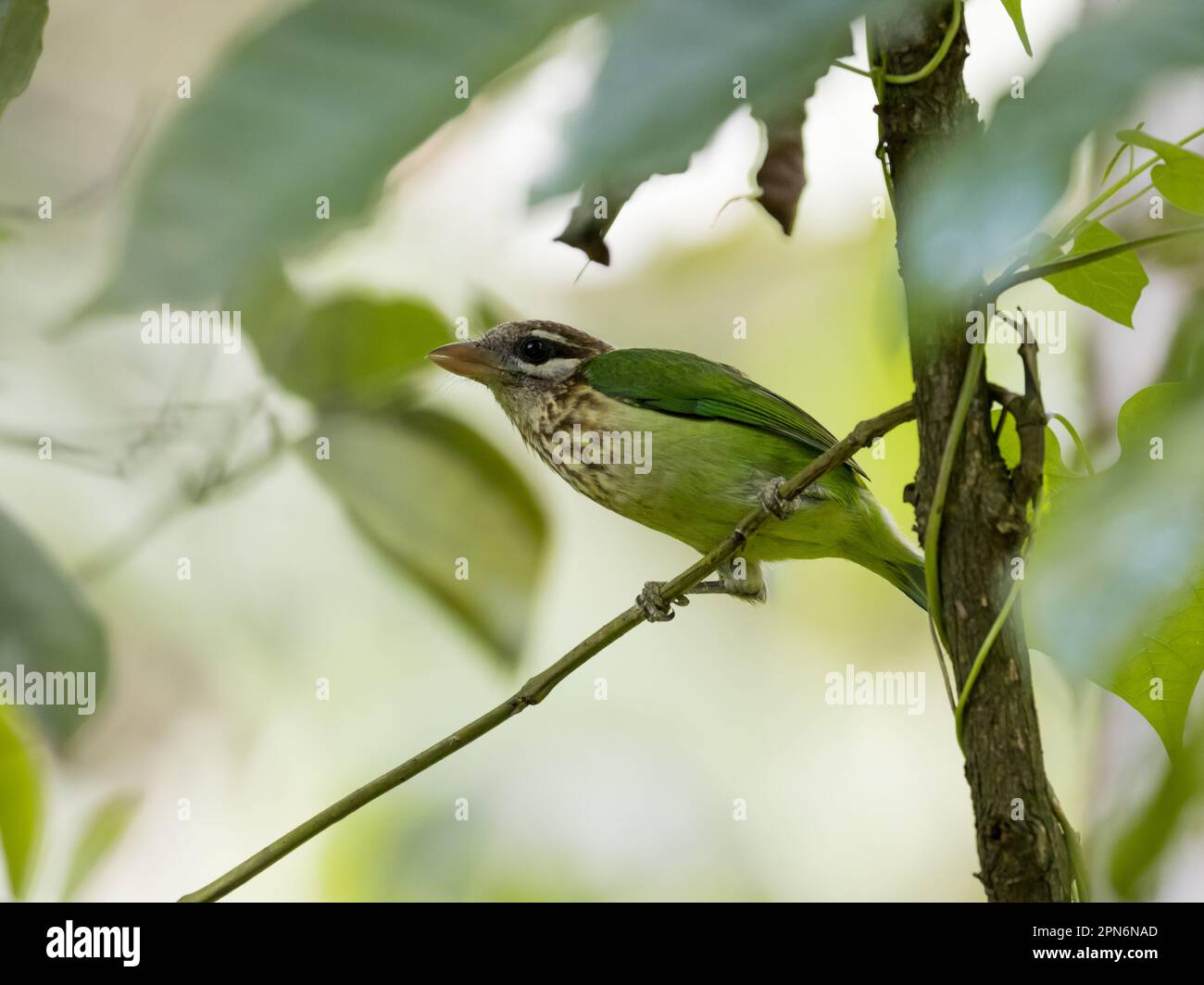 Nature look of green tree hi-res stock photography and images - Alamy