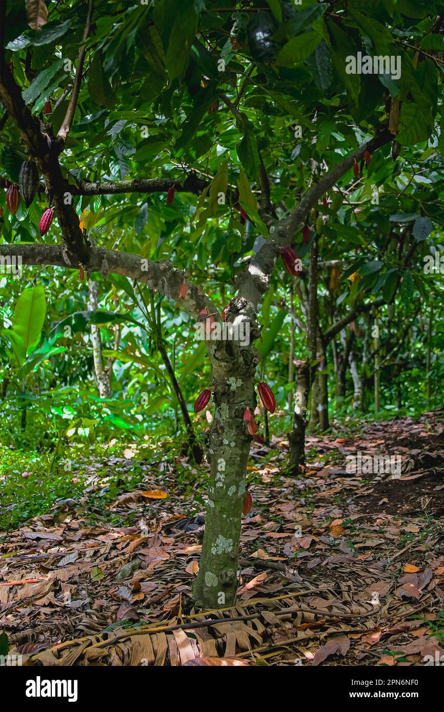Cacao Tree in a Lombok forest, Indonesia Stock Photo - Alamy