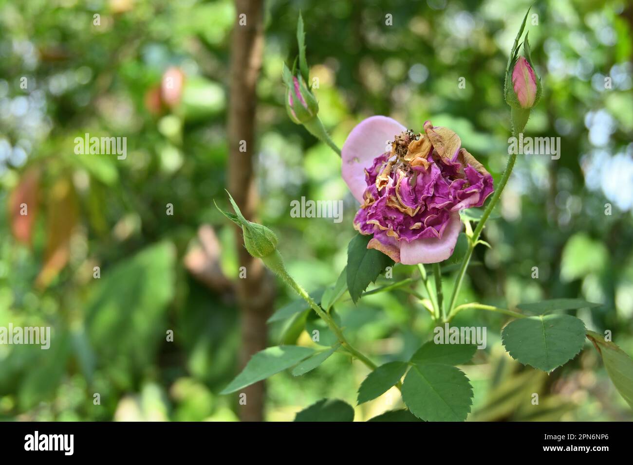 Rose petals withering hi-res stock photography and images - Alamy