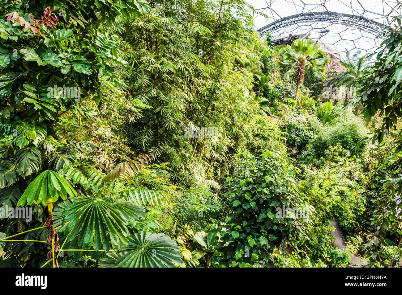 View across the Rainforest Biome of the Eden Project, St Austell ...