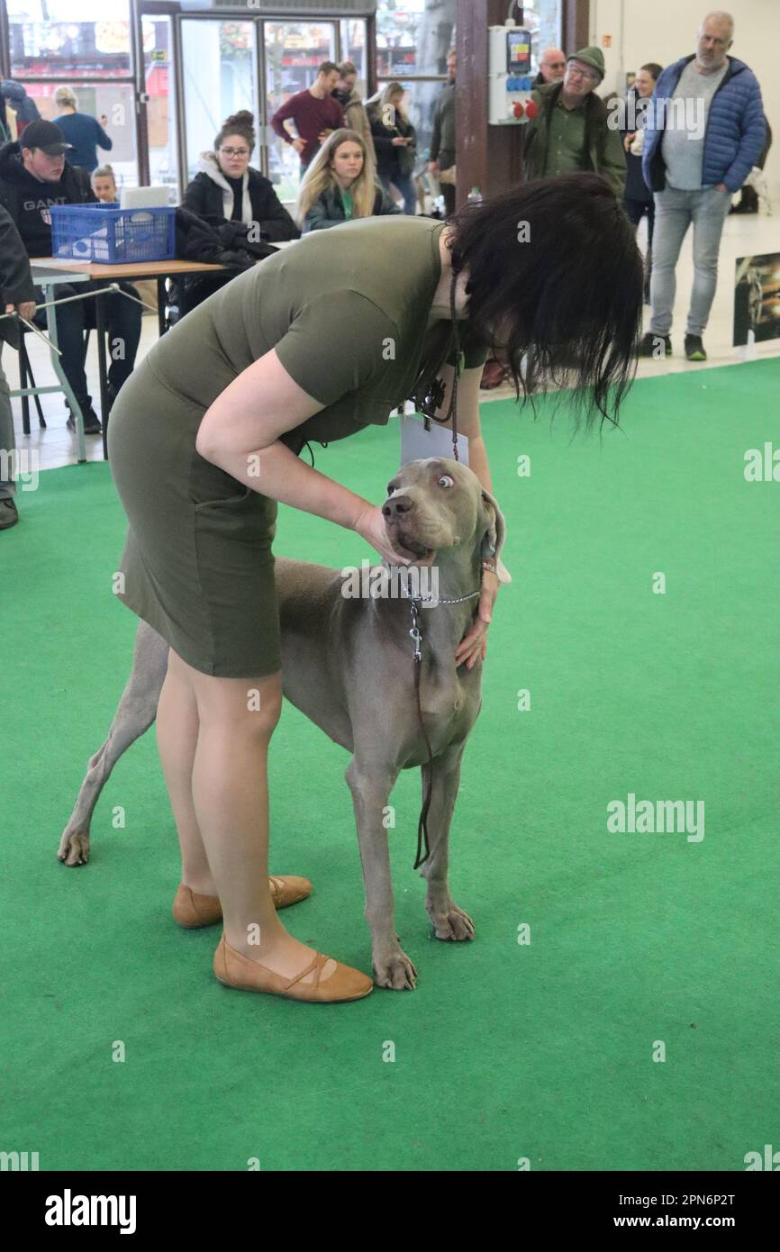 Dog show in the czech republic hi-res stock photography and images - Alamy
