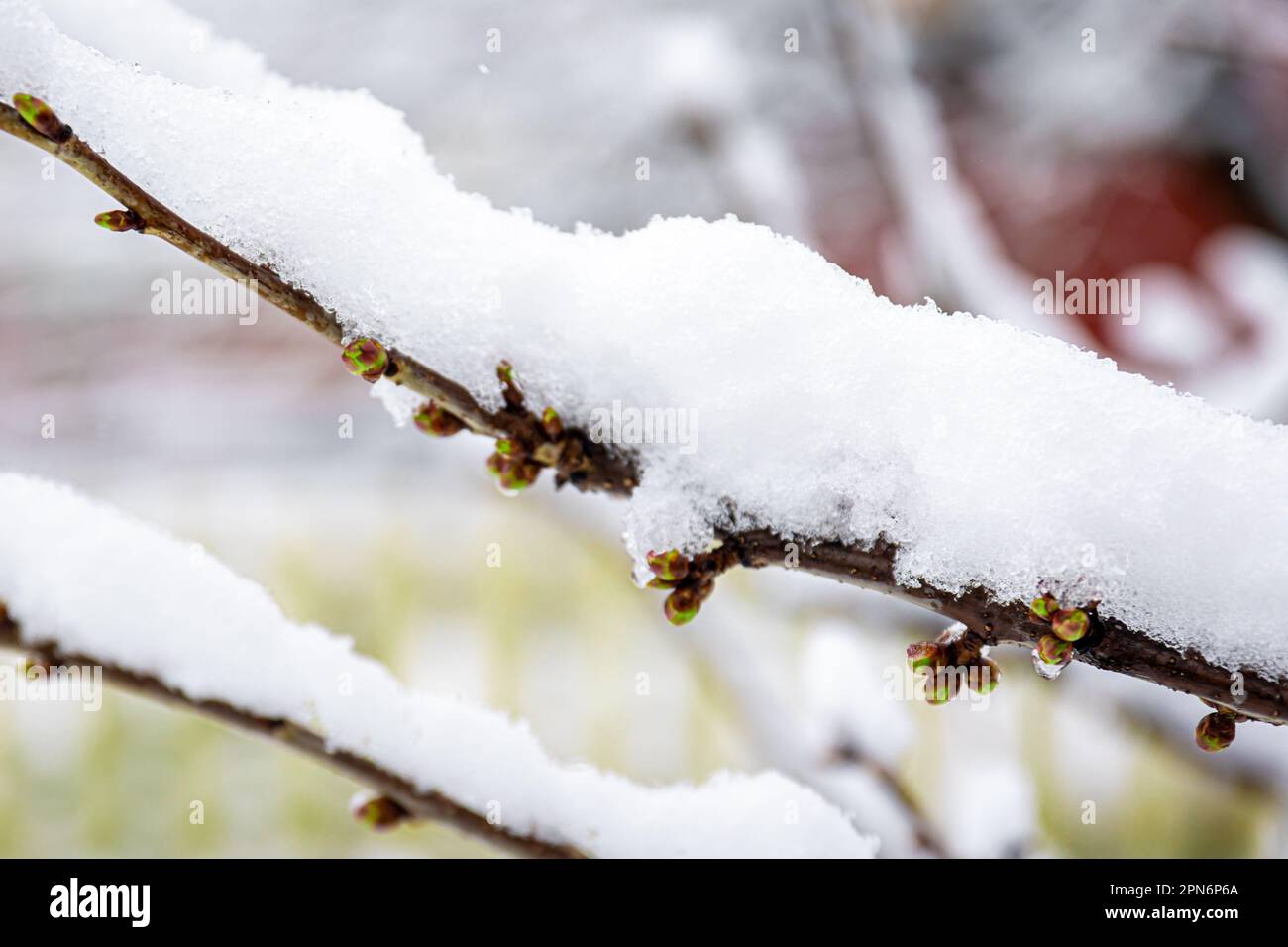 Tree branches in spring covered with snow, close up Stock Photo - Alamy