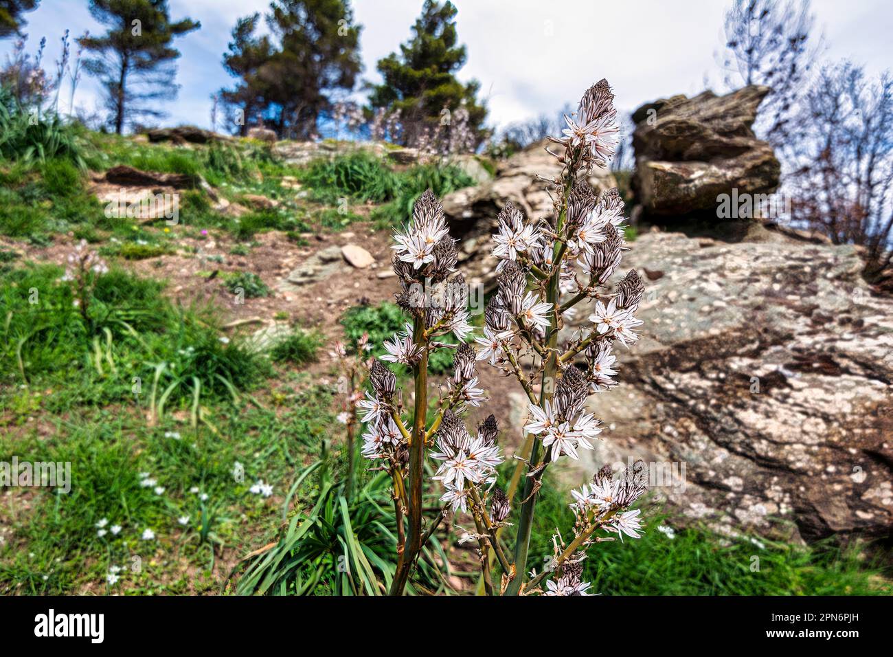 Flowers pink wildflowers greece hi-res stock photography and images - Alamy