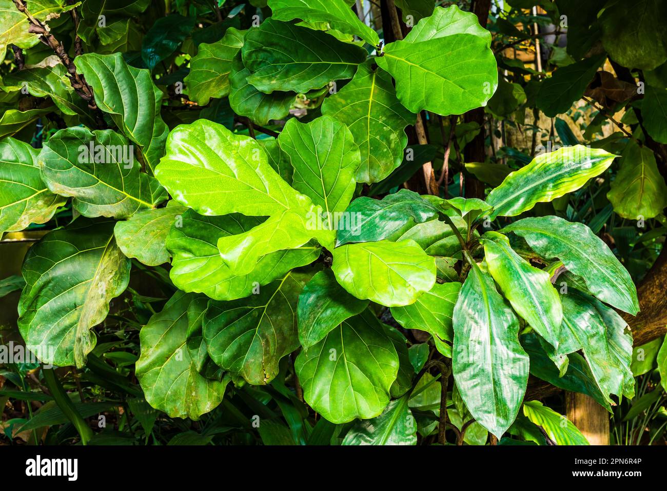 Ficus lyrata in the Rainforest Biome of the Eden Project, St Austell ...