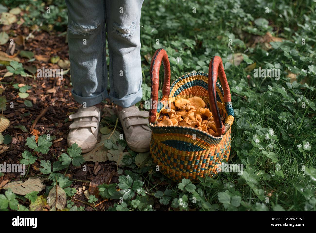 Mushrooms hunting hi-res stock photography and images - Alamy