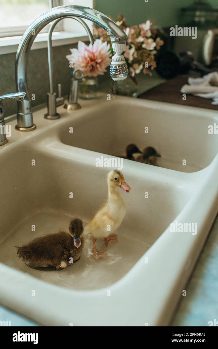 Ducklings bathing in kitchen sink Stock Photo - Alamy