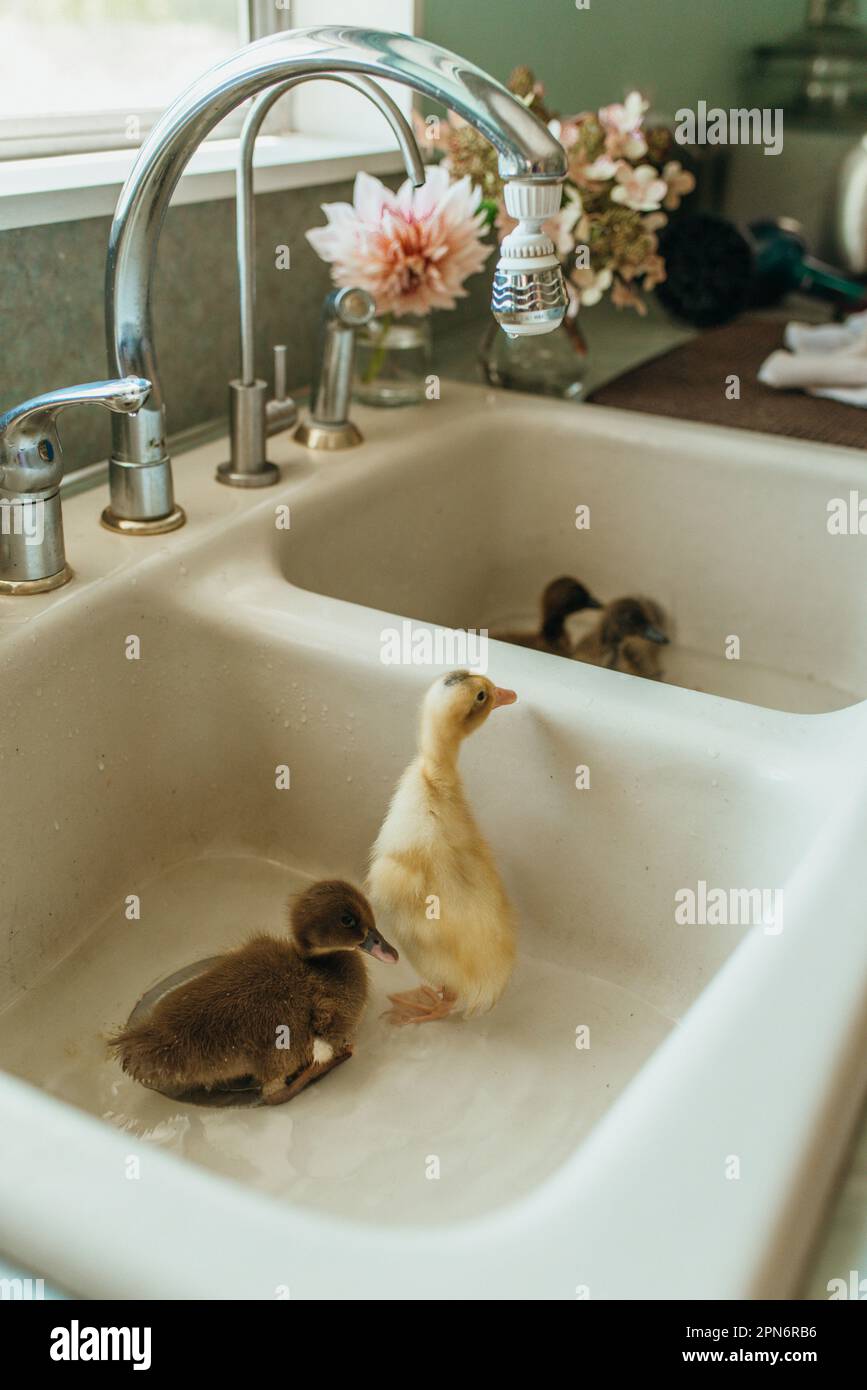 Ducklings bathing in kitchen sink Stock Photo - Alamy