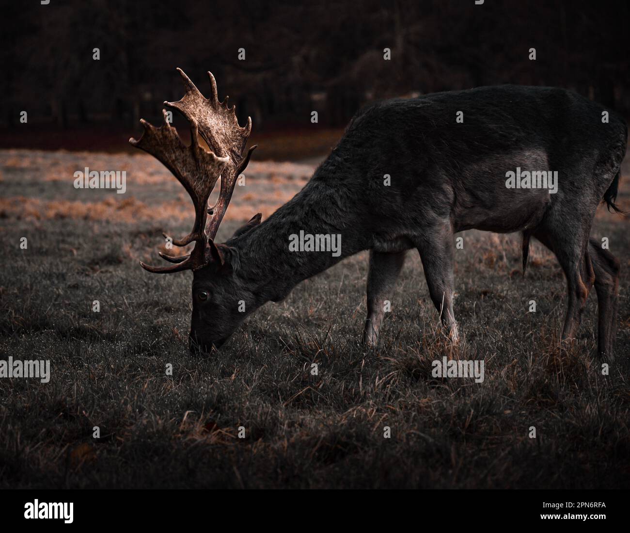 Irish deer hi-res stock photography and images - Alamy