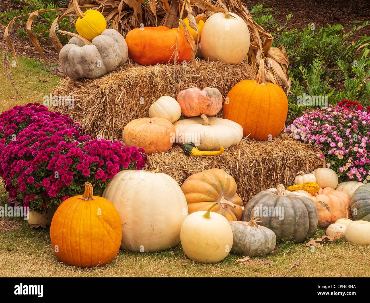 Garden display of pumpkins in celebration of autumn Stock Photo - Alamy