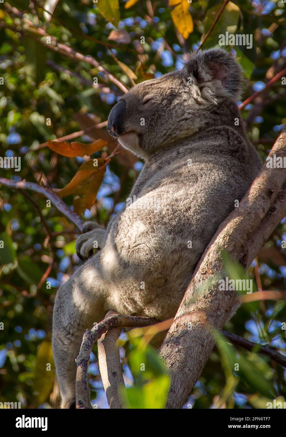 Wild endangered koala (Phascolarctos cinereus) sleeping in gum tree ...