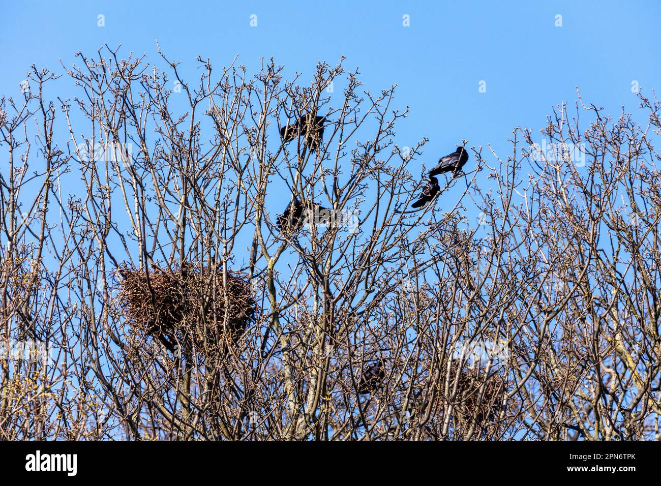 Crows nesting at the top of trees in Scotland Stock Photo - Alamy