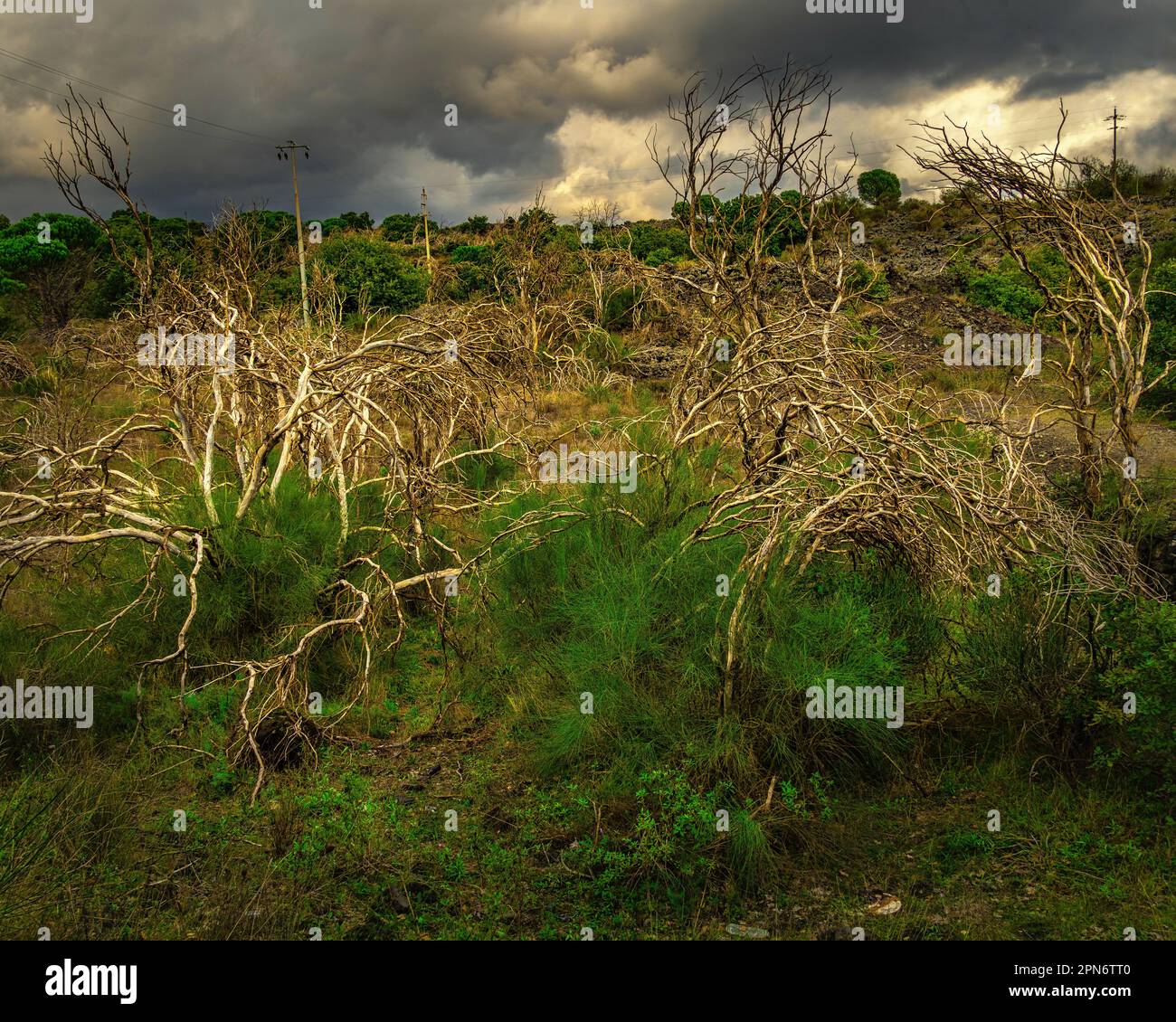 Bleached trunks and endemic vegetation on the edge of the black lava ...