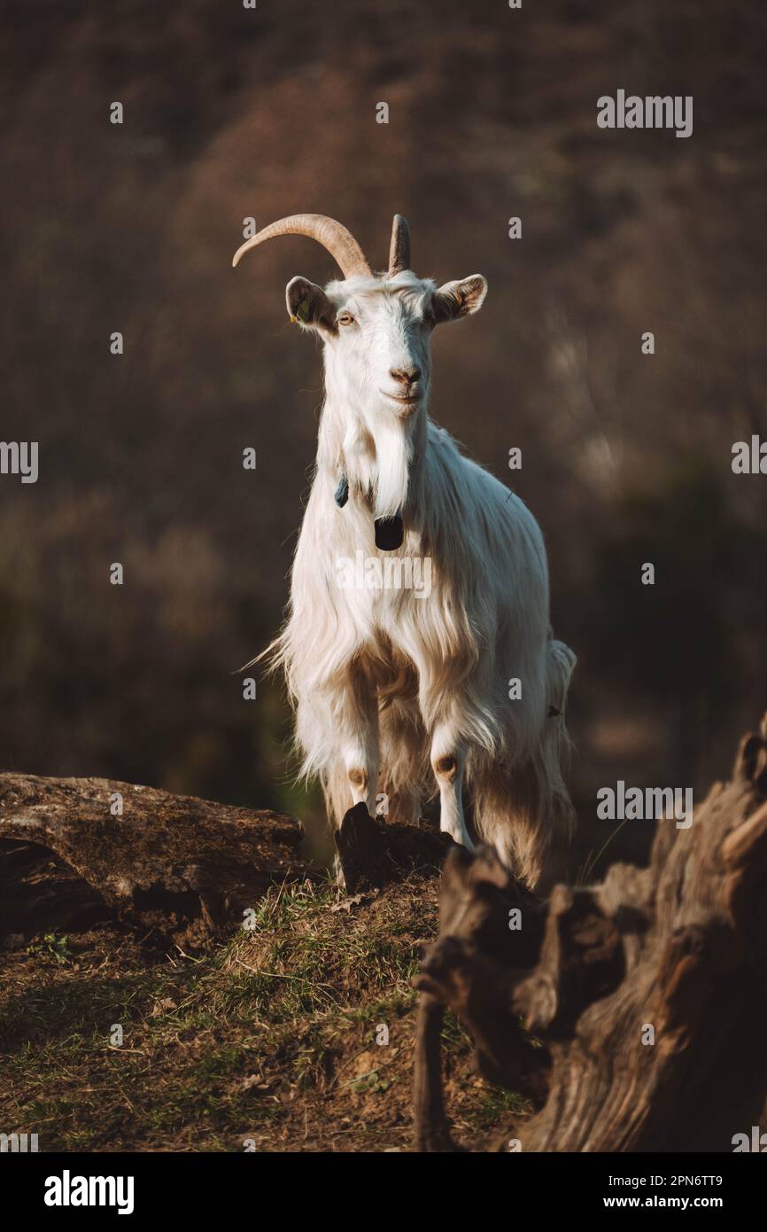 Pyrénées aquitaine mountains hi-res stock photography and images - Alamy