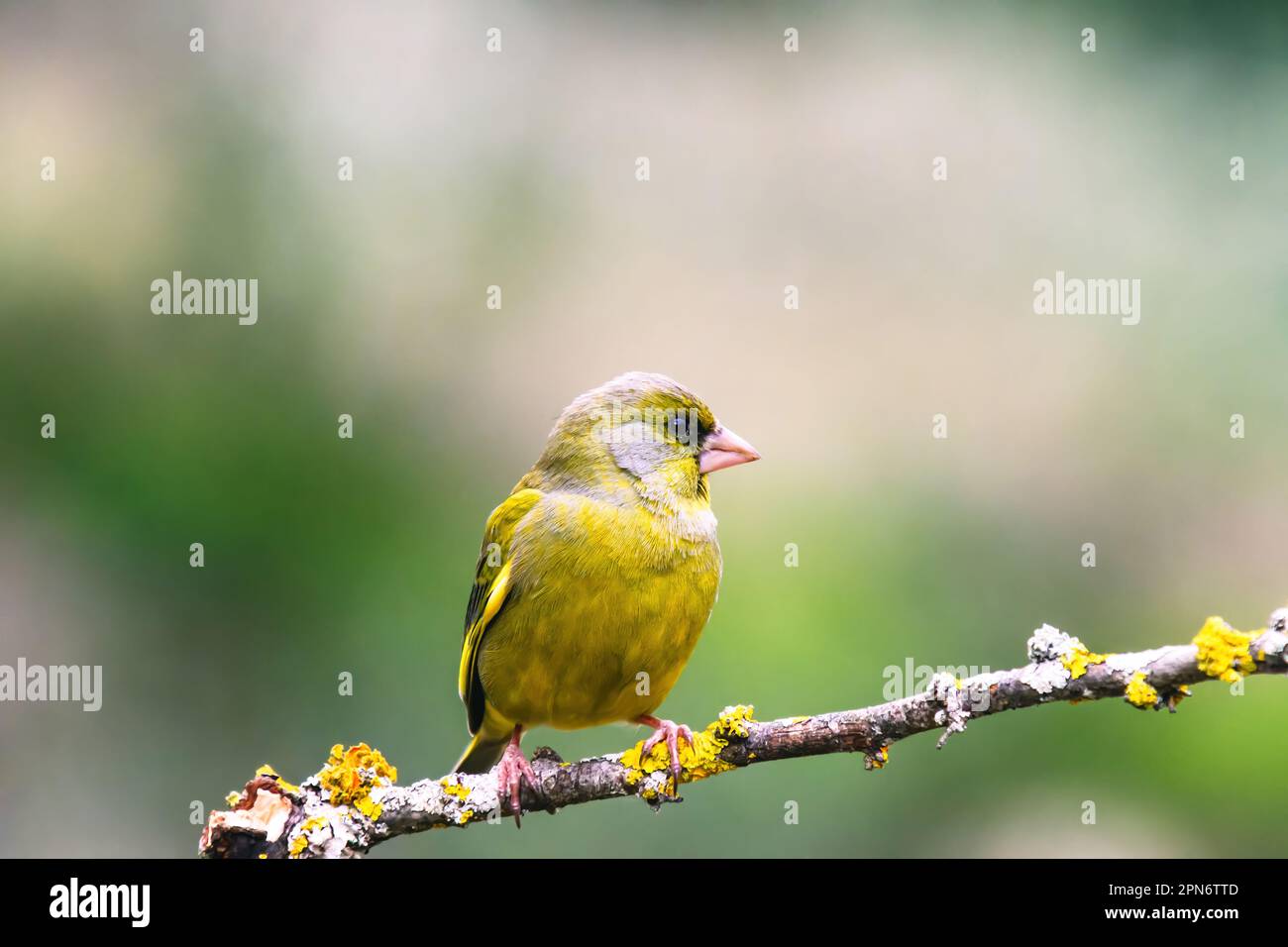 European Greenfinch-The European Greenfinch, or just Greenfinch Stock ...