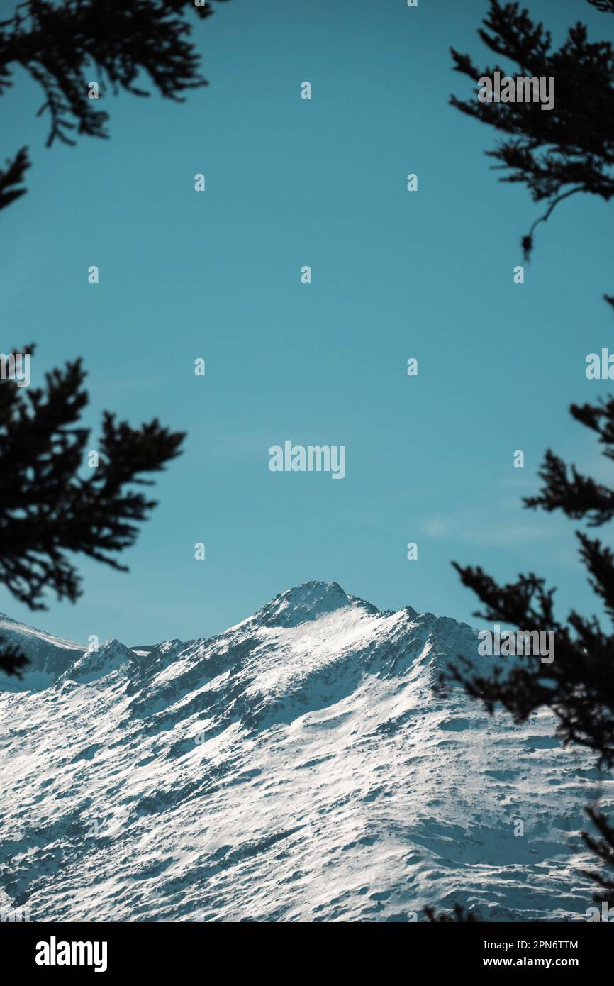 A snowy mountain top seen between the trees Stock Photo - Alamy