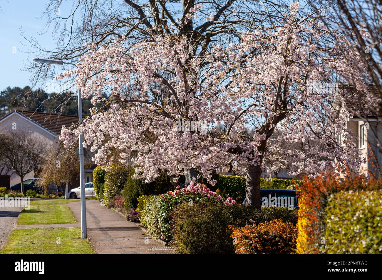 A beautiful cherry tree in a front garden in Fife Stock Photo - Alamy