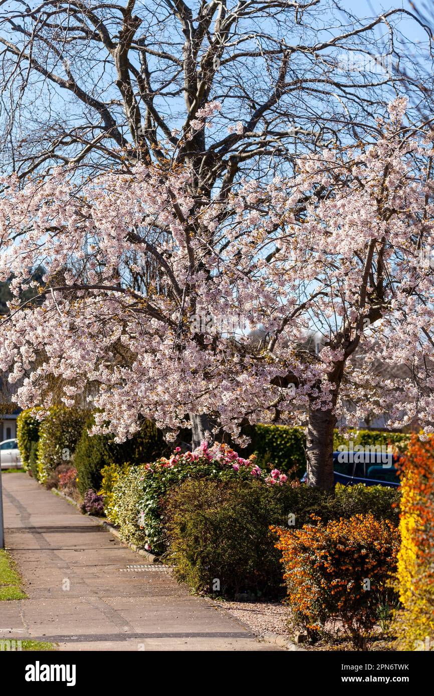 A beautiful cherry tree in a front garden in Fife Stock Photo - Alamy