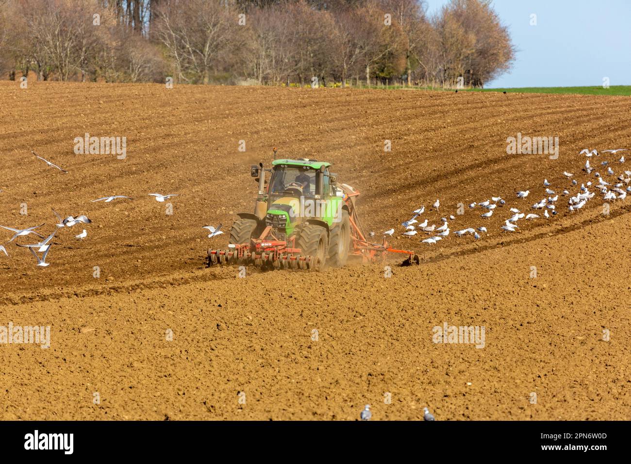 A tractor ploughing a field in Fife with lots of seagulls taking ...