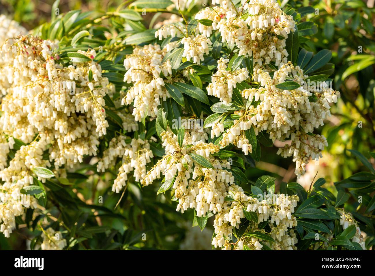 Japanese pieris 'Forest Flame' white flowers Stock Photo - Alamy
