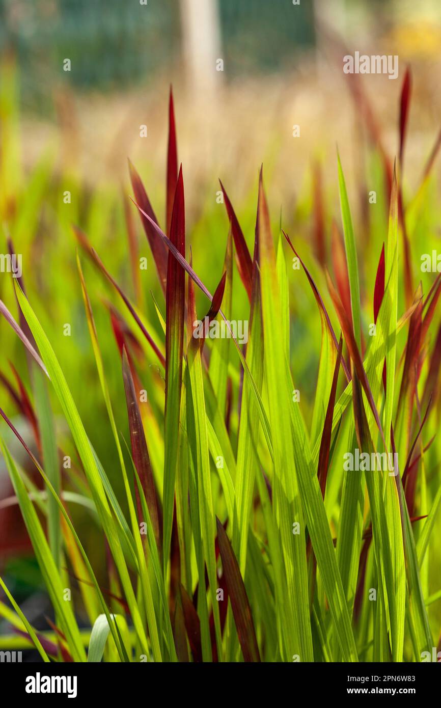 Blady grass cogongrass spear satintail hi-res stock photography and ...