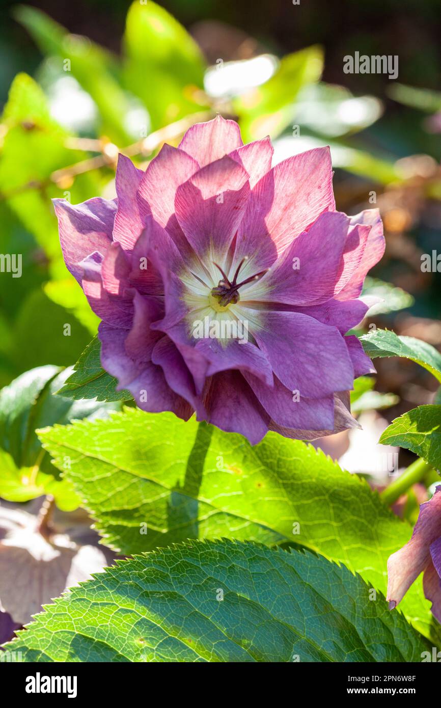 Helibore flower hi-res stock photography and images - Alamy