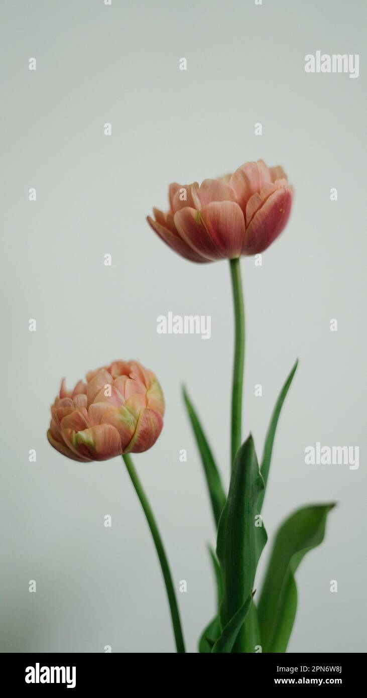 Tulips side profile against plain backdrop Stock Photo - Alamy