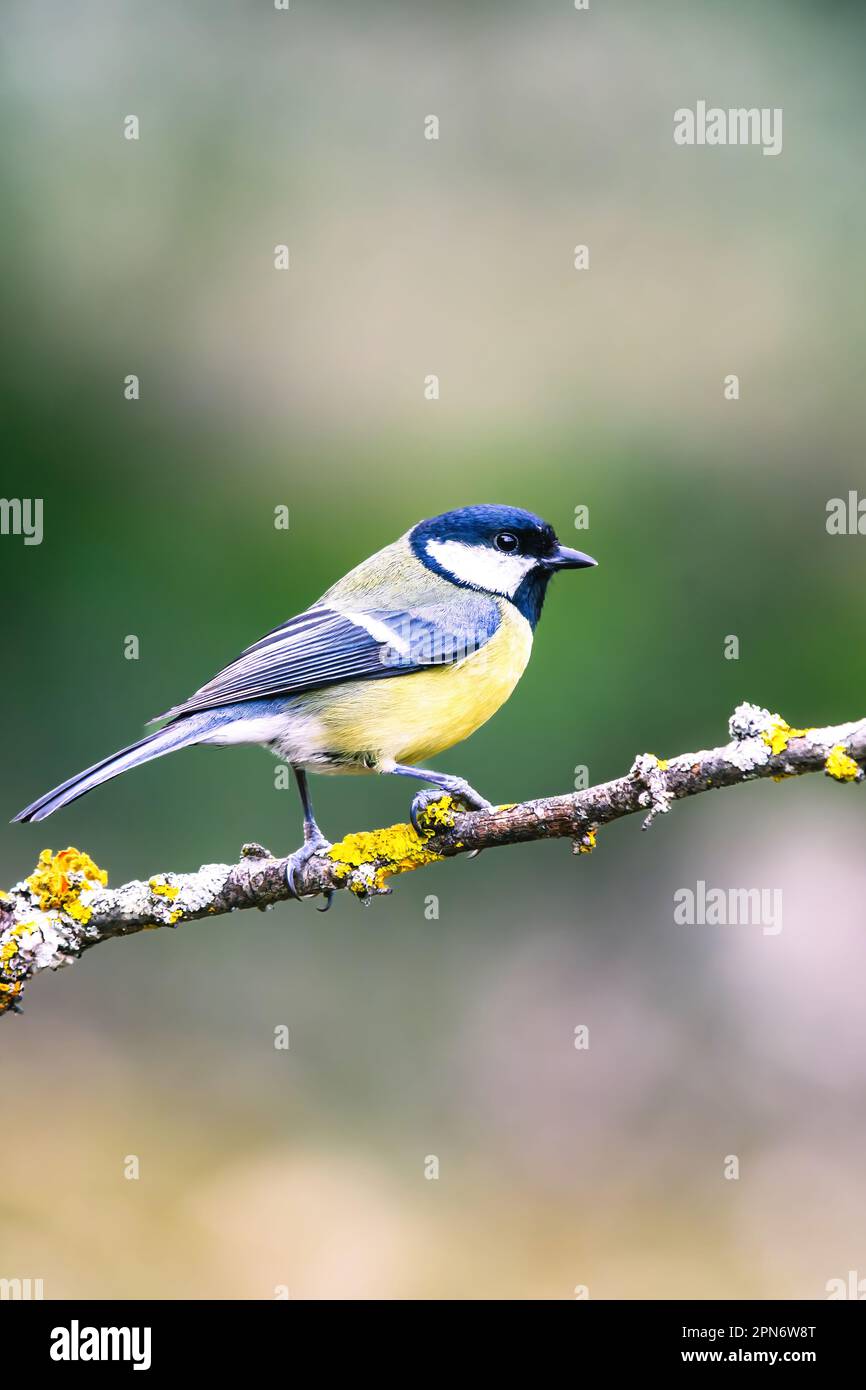 The great tit (Parus major) is a passerine bird Stock Photo - Alamy