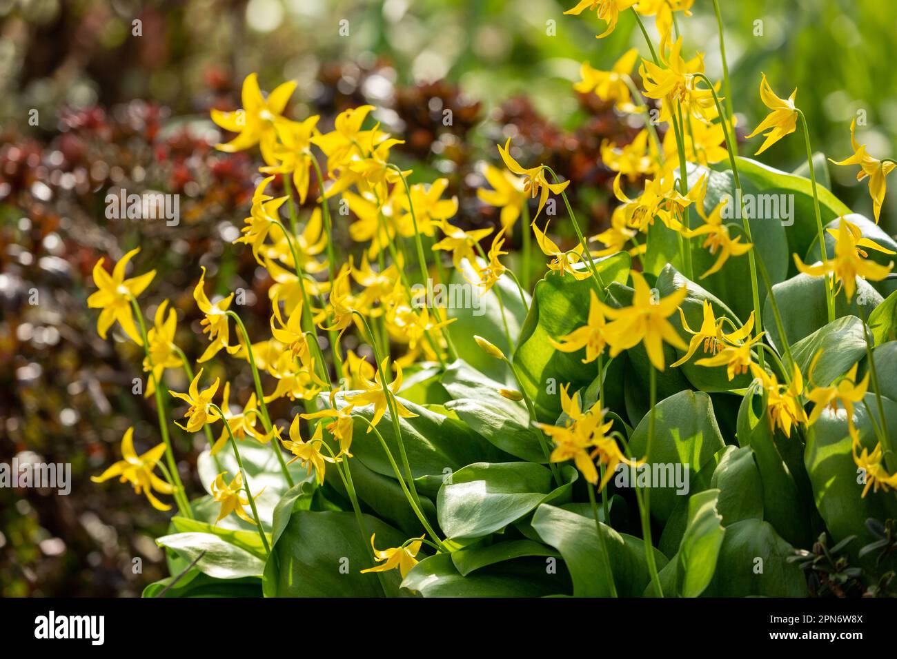 Erythronium Pagoda, dog's tooth violet of the lily family, Fife ...